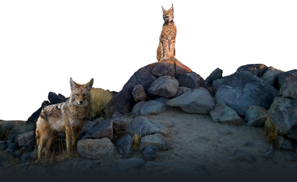 Augustine Band of Cahuilla Indians